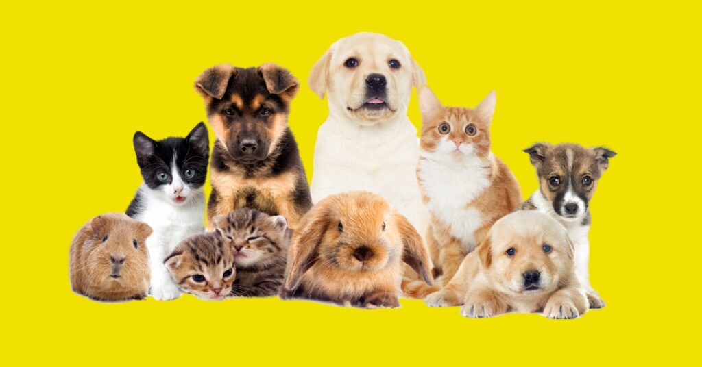 200 Instagram Captions For Pets: Pawsitively Perfect Ideas
